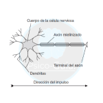 🧠 Neurona y sus partes - Psico-Guia