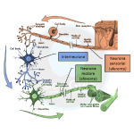 🧠 Neurona y sus partes - Psico-Guia