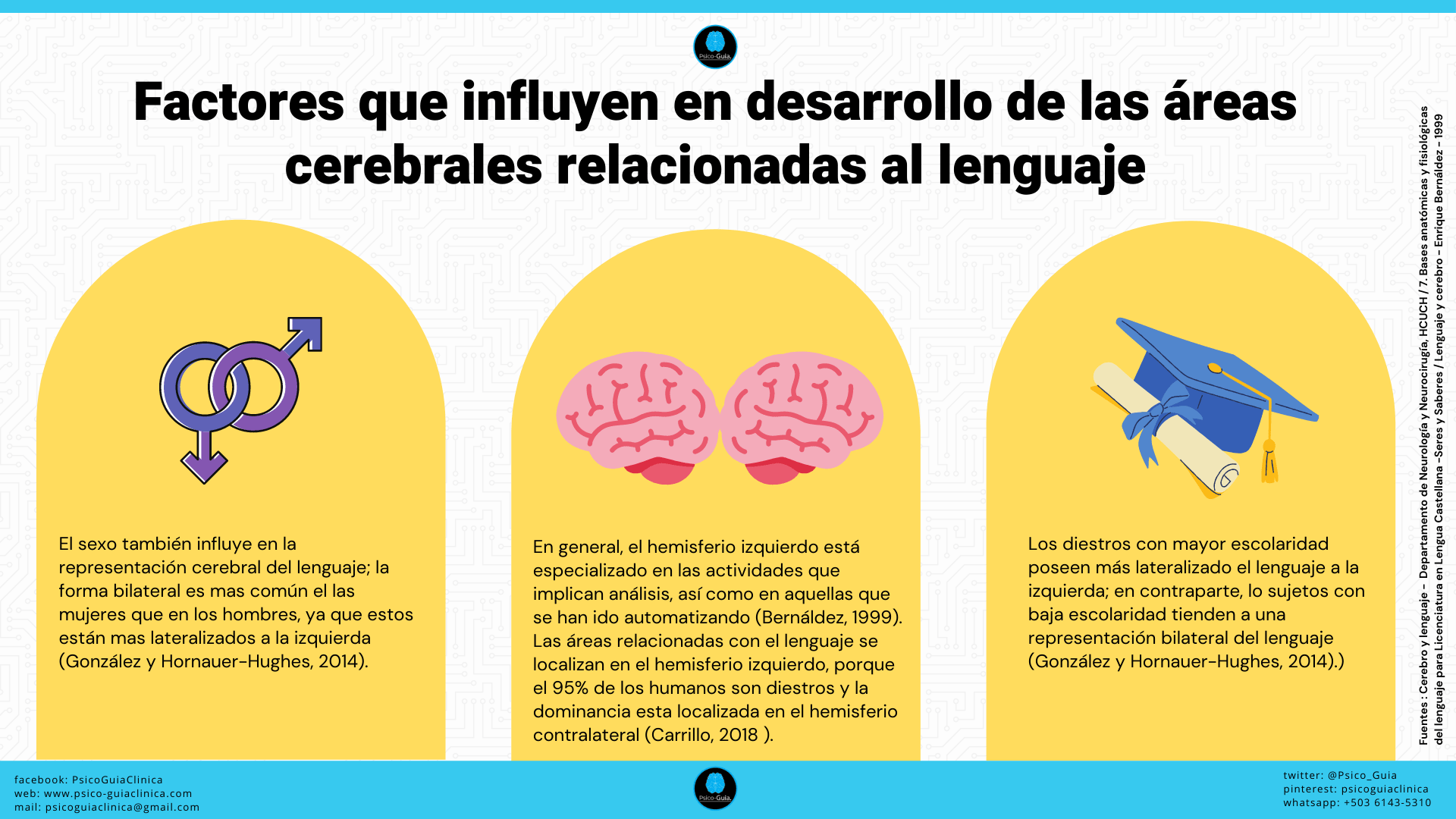 Estructuras del cerebro que intervienen en el lenguaje 🧠