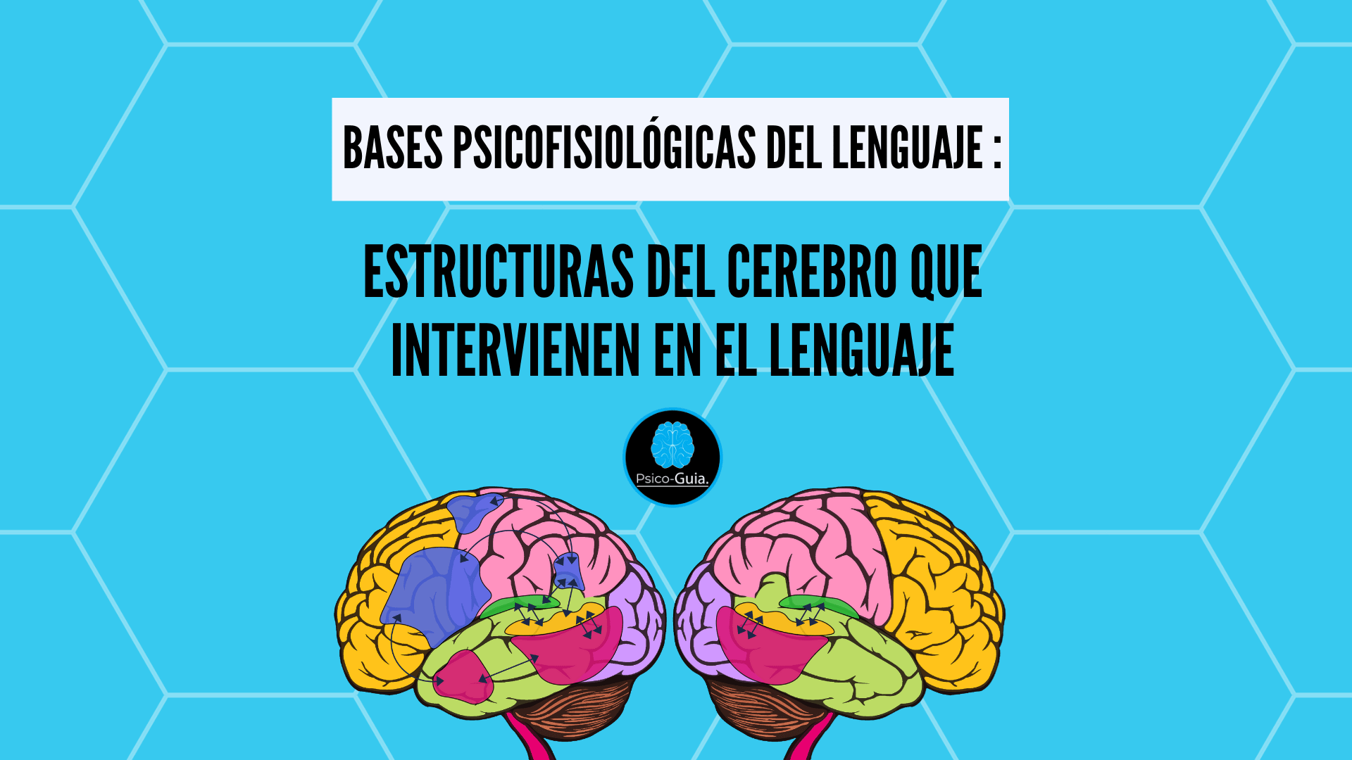 Estructuras del cerebro que intervienen en el lenguaje 🧠
