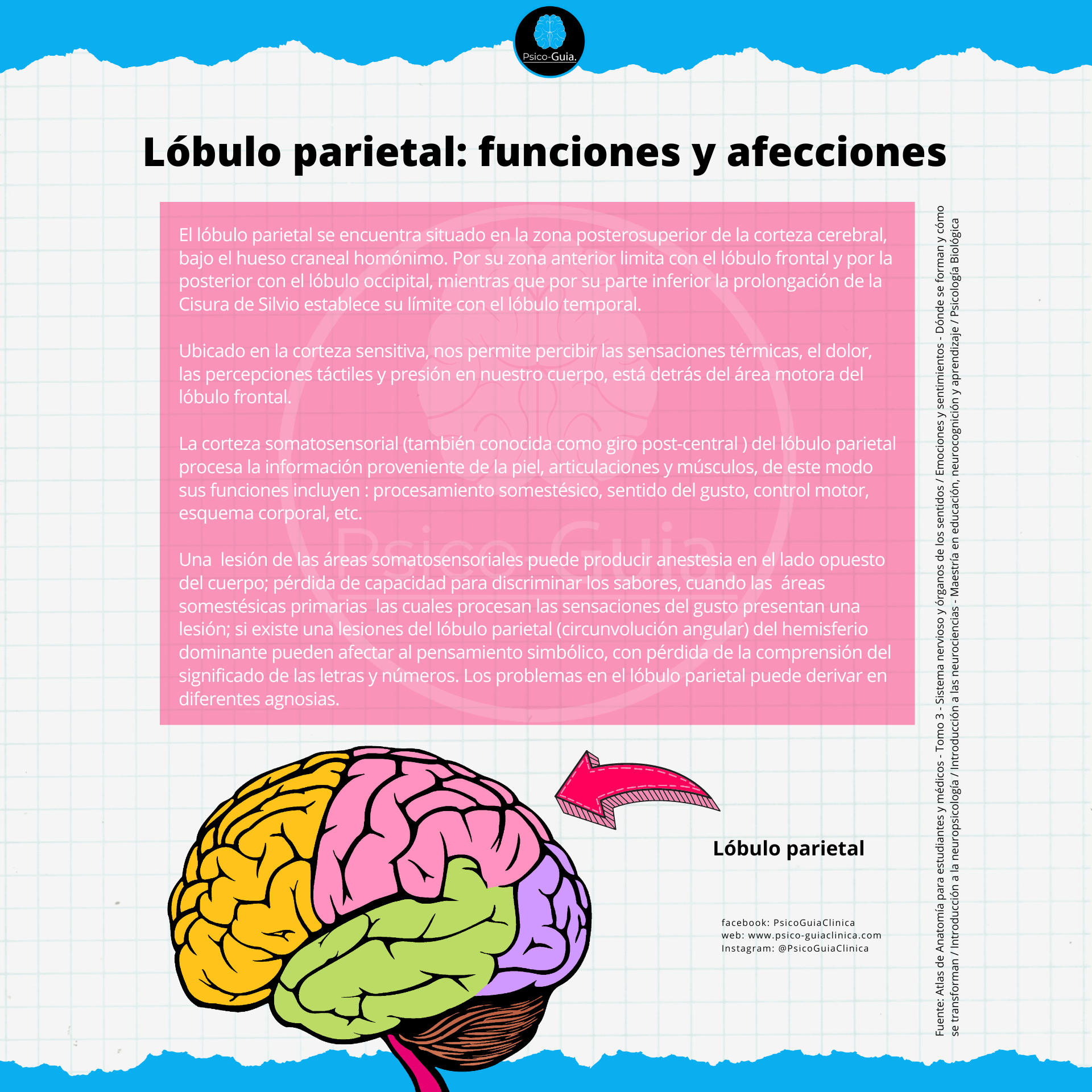 🧠 Lóbulo parietal: funciones y afecciones - Psico-Guia