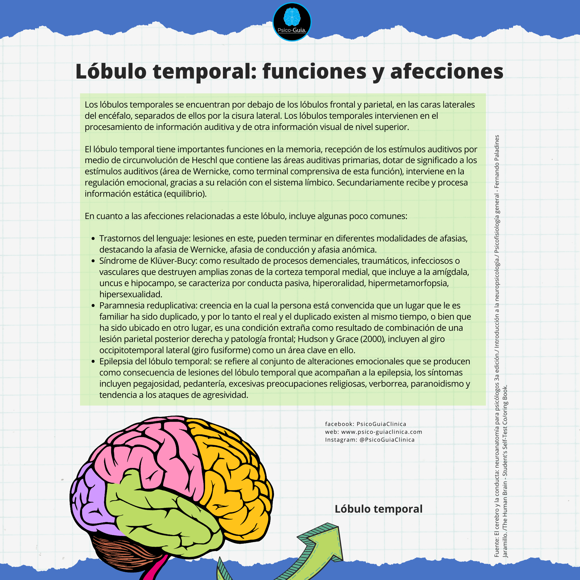 🧠 Lóbulo temporal: funciones y afecciones - Psico-Guia