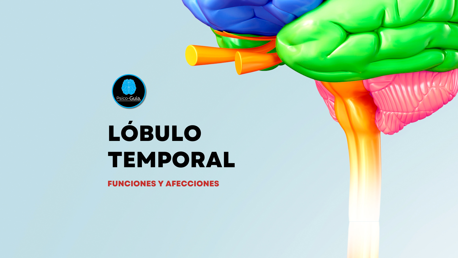 🧠 Lóbulo temporal: funciones y afecciones - Psico-Guia