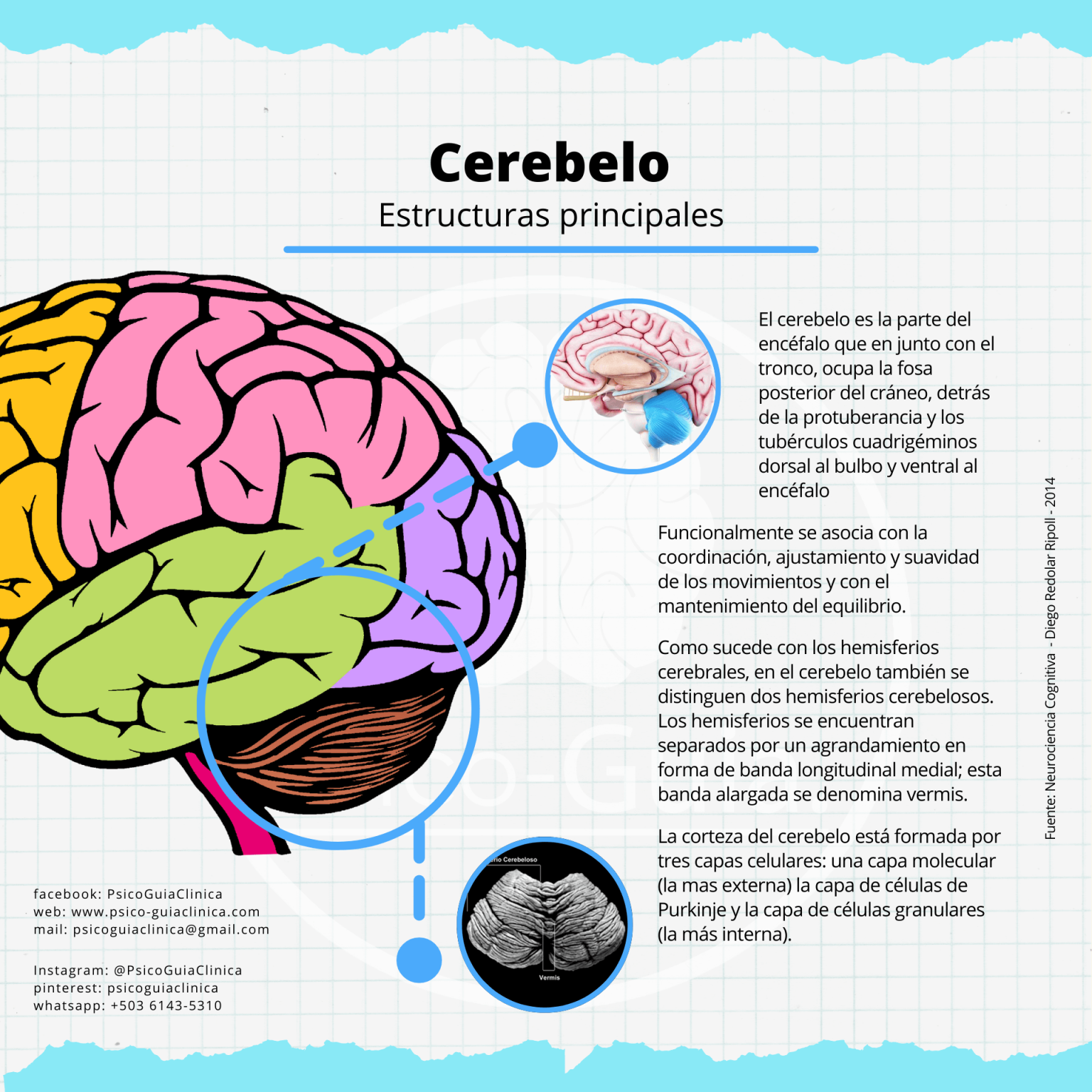 ¿Qué es el encéfalo? - Definición y estructuras - Psico-Guia